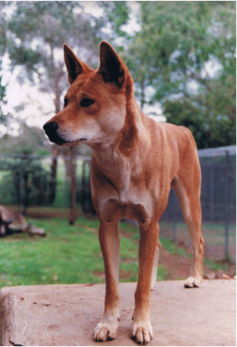 Dingo Lady: The Truth about Dingoes: 5 The Dingo’s Anatomy