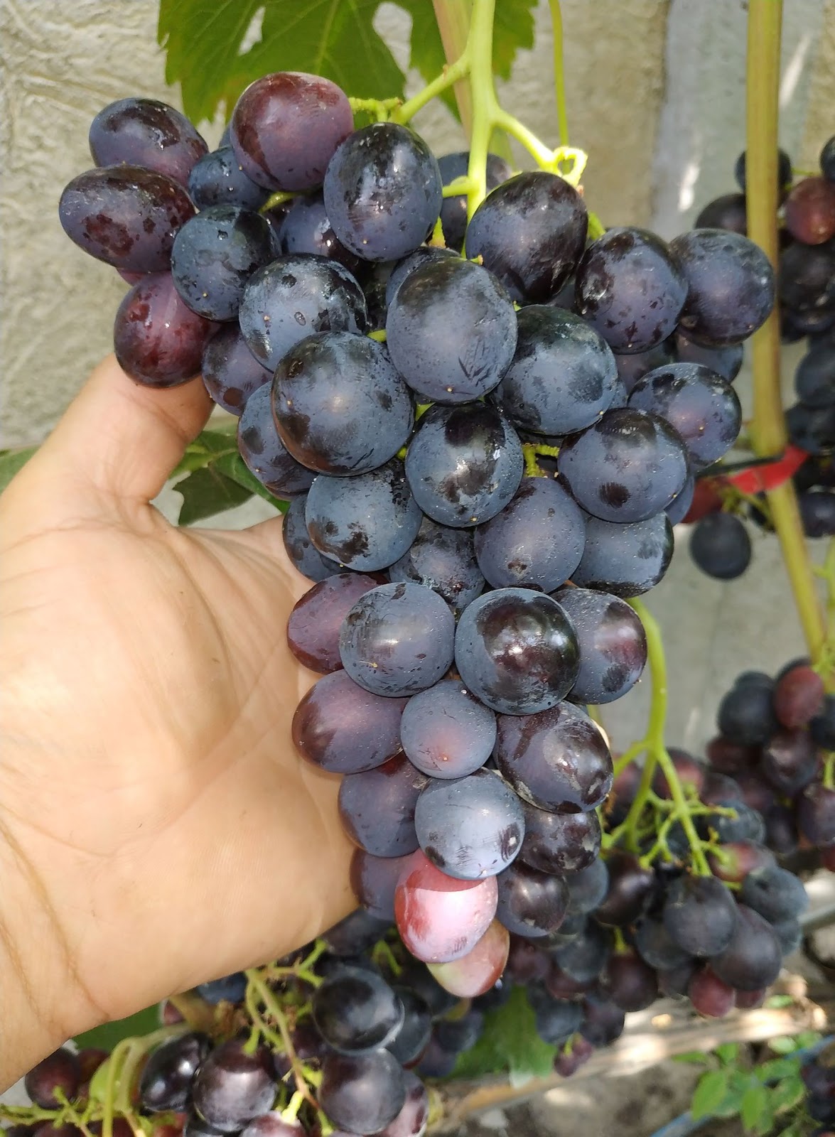 Anggur jenis Lastochka | Pohon Anggur Genjah