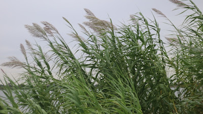 Thrift Shop Commando: Doing the Delta and celebrating Plaidurday