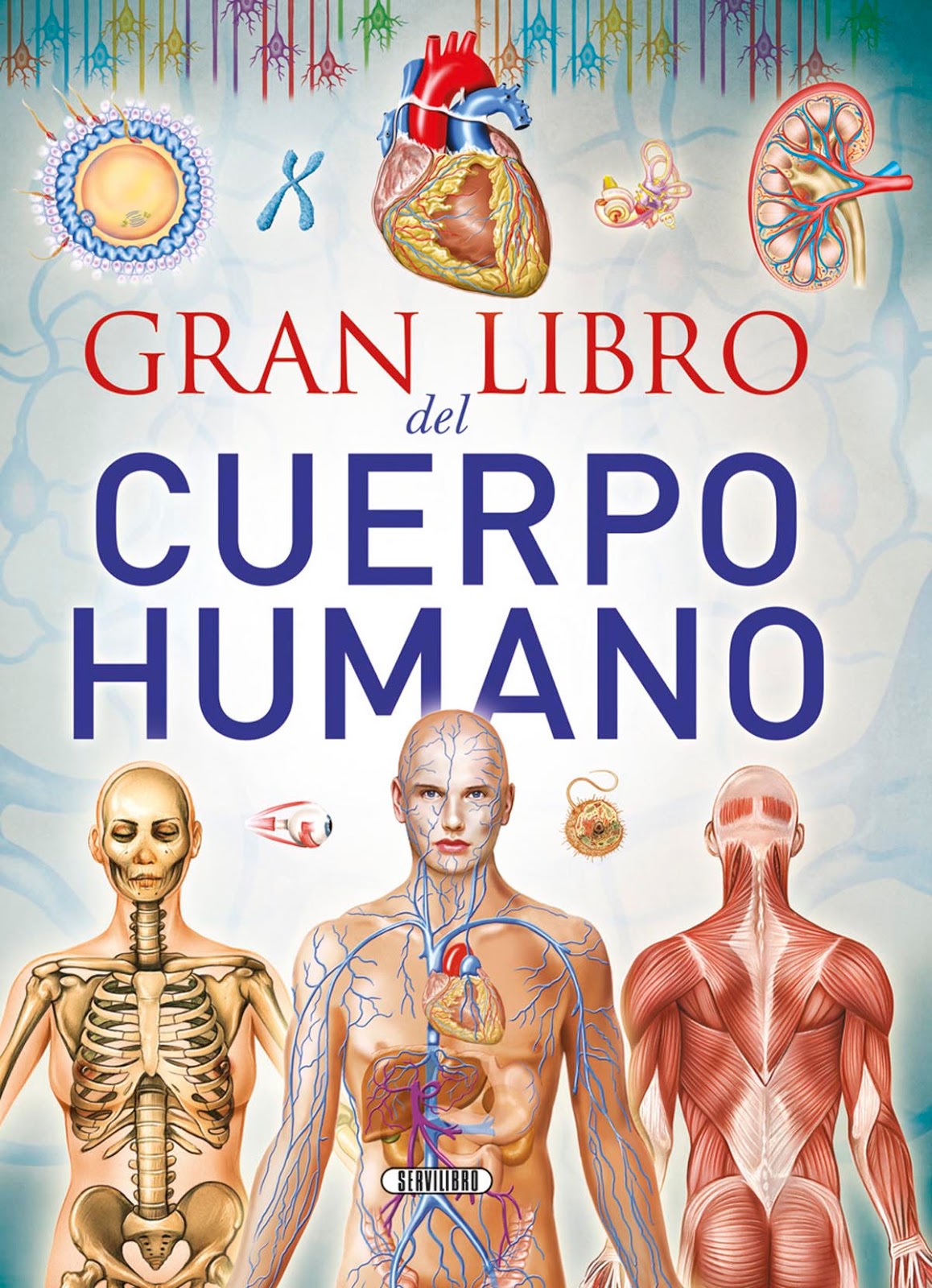 El Cuerpo Humano | Para Los Peques De La Casa. | Cuerpo 866