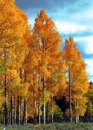 Vivir en la luz: ASPEN / ALAMO TEMBLON