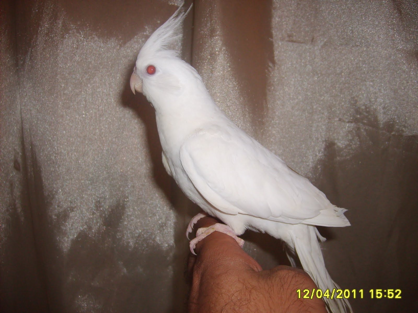 Calopsitas Araraquara