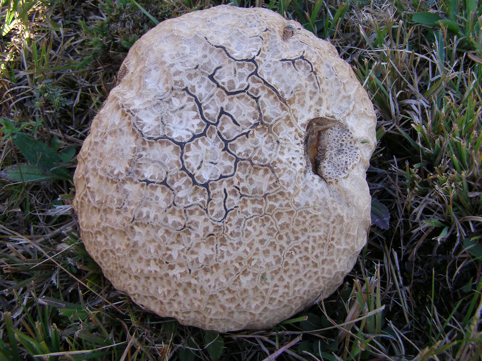Blue Jay Barrens: Tough Puffball