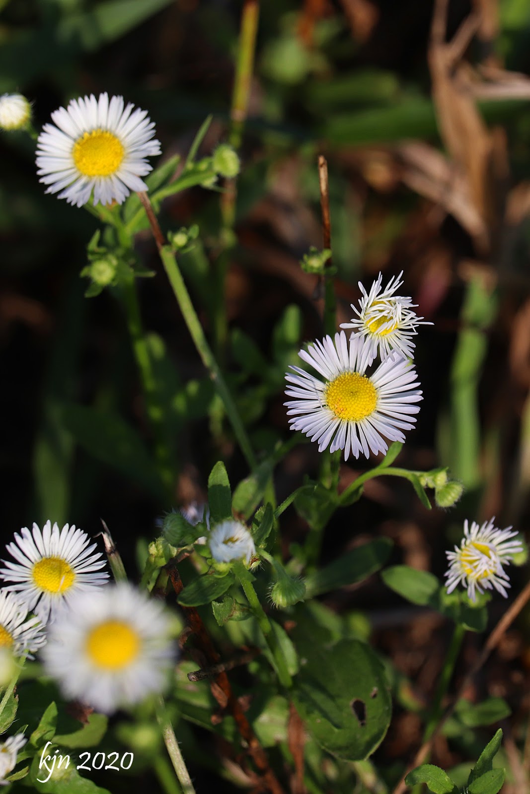 The Outskirts of Suburbia: Fleabane Daisy
