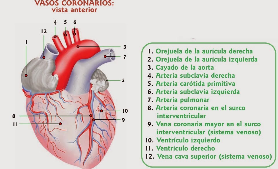Casi-Paramédico: El sistema arterial