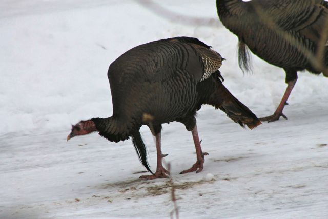 Reflections from Crumbly Acres: Wild turkeys with or without beards
