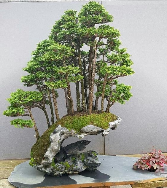 45+ Unique Bonsai Trees Gardening Ideas For Backyard | ARA HOME