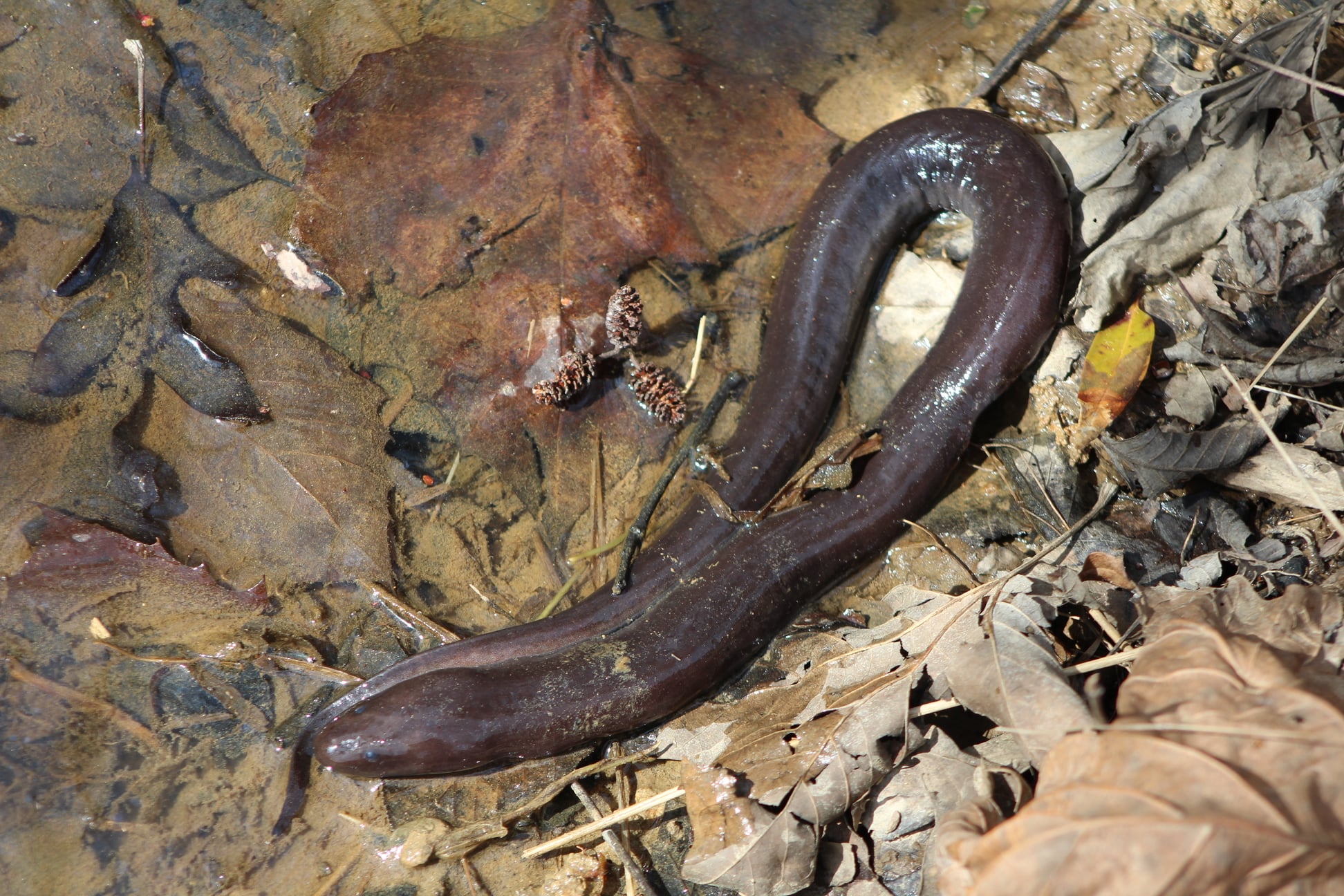 Nature Explorer : January 2015