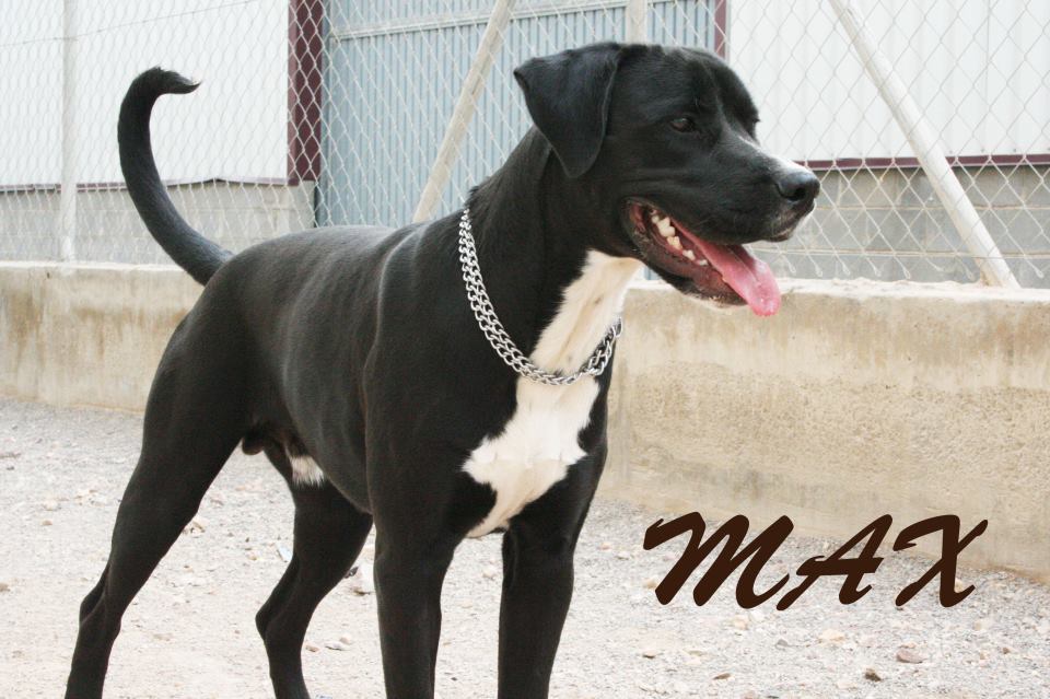 2ª Oportunidad: MAX, CACHORRO CRUCE DE LABRADOR Y AMERICAN STANDFORD