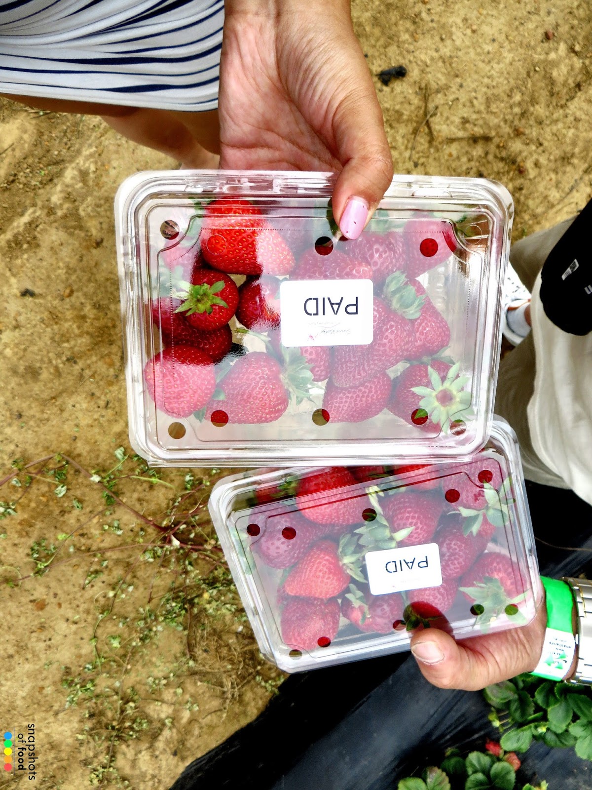 Sunny Ridge Strawberry Farm | Mornington Peninsula