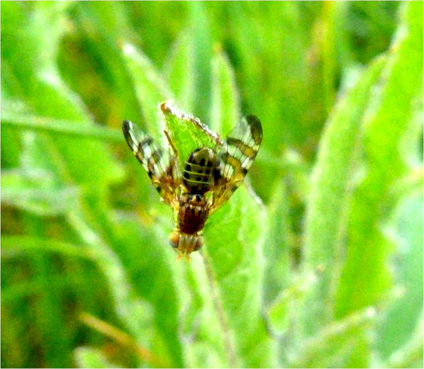 Insects of Scotland: Other Flies/Picture-wing Flies