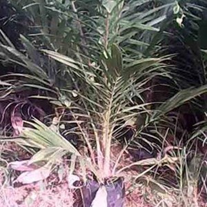 Budidaya Lada Praktis Dan Mudah : Jual bibit aren genjah, aren dalam ...