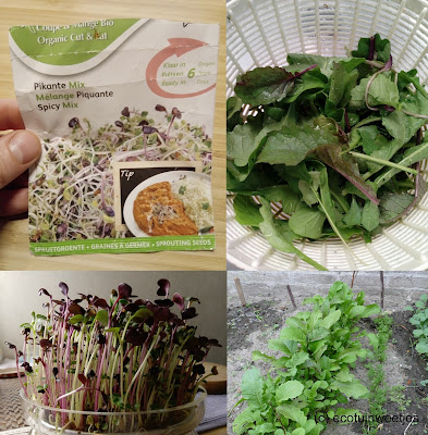 Ecotuinweetjes: 2020