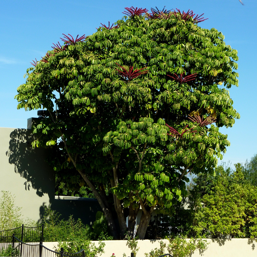 Cheflera Gigante - Schefflera actinophylla
