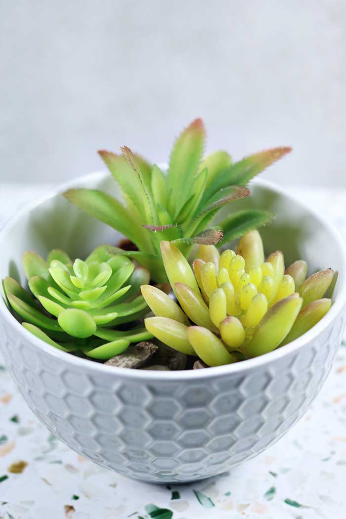 Succulent DIY Essential Oil Diffuser (Dollar Tree Craft) - Everything ...
