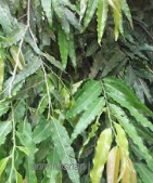 Anim Agro Technology: POKOK ASOKA - APA DAN KEGUNAANNYA