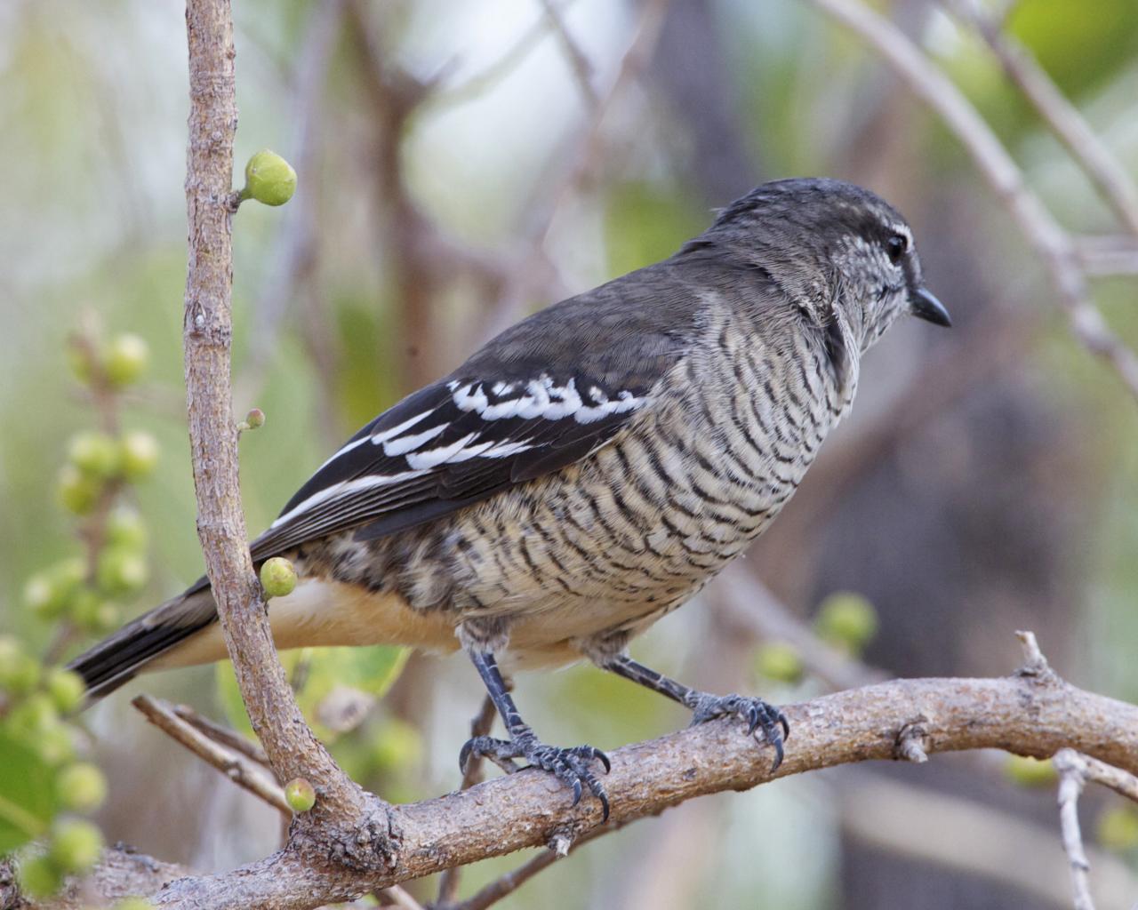 Real World Gardener: Lalage Leucomela Among the Bells of Ireland and ...