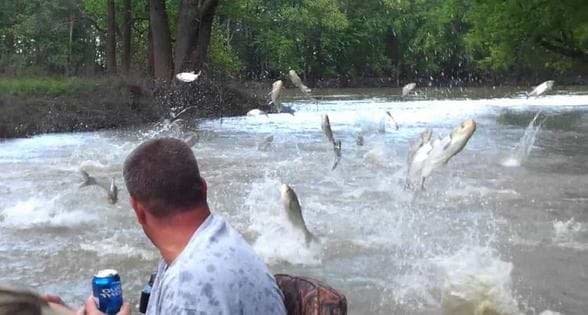 Asian Carp Jumping