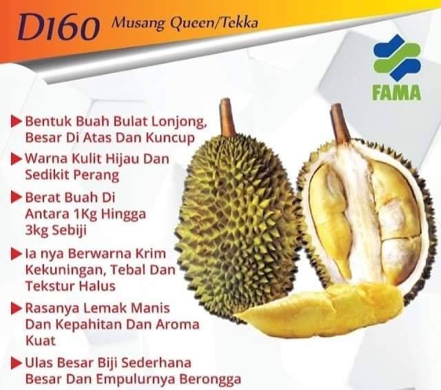 10 Jenis Baka Durian Paling Popular Digilai Ramai Di Malaysia