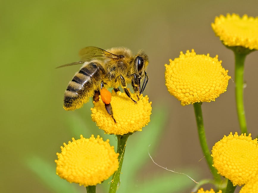 FiNd EvErYtHiNg: POLLINATION, TYPES , ITS ADVANTAGES & DISADVANTAGES