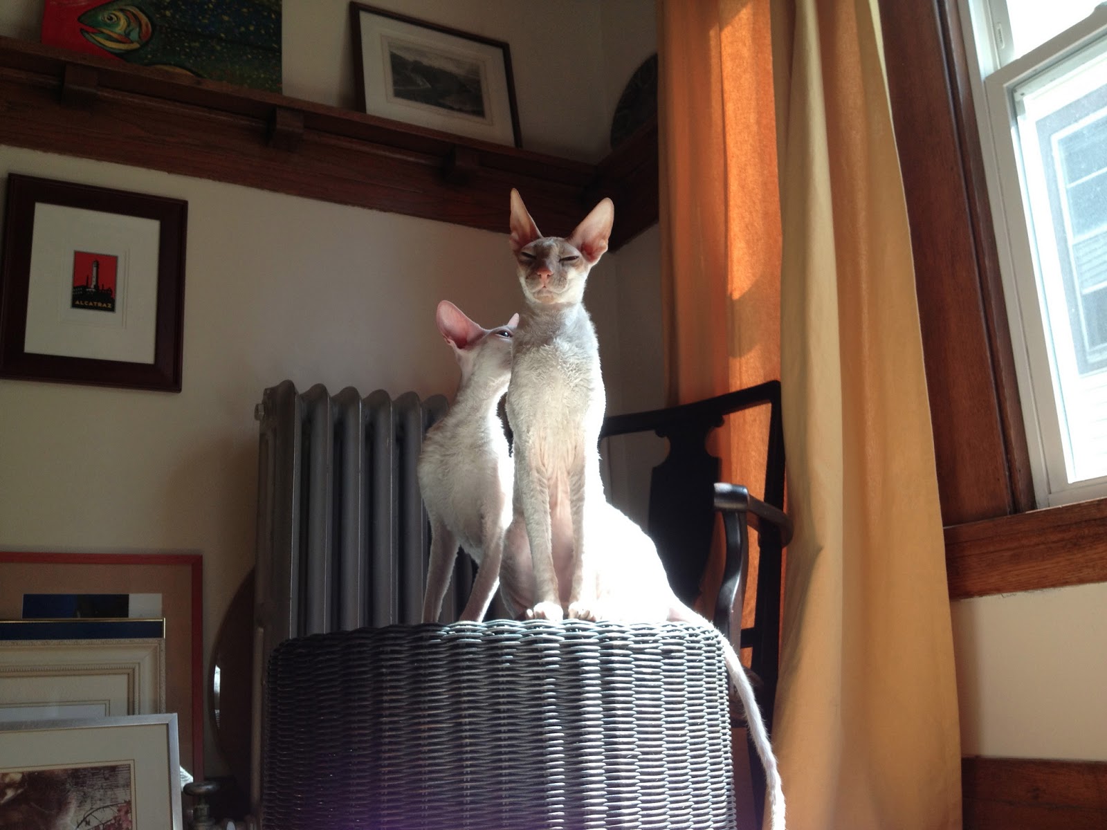 Living Buffchic Style: Cats recreate Michelangelo's Sistine Chapel