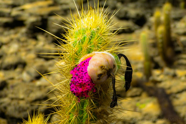 Xique-Xique: O Tesouro Espinhoso do Nordeste Brasileiro