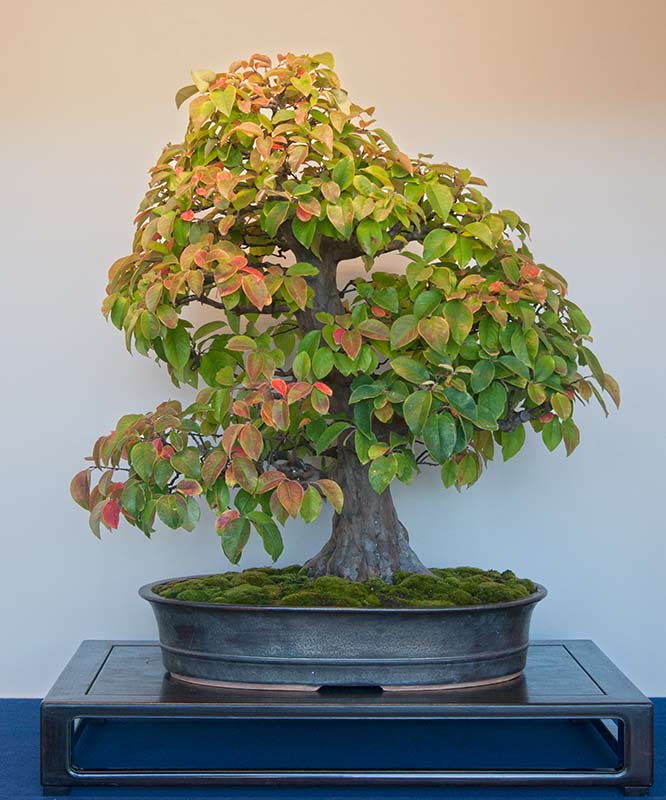 Walter's Travelogues: EBA 2011 the EBA tree exhibit #2