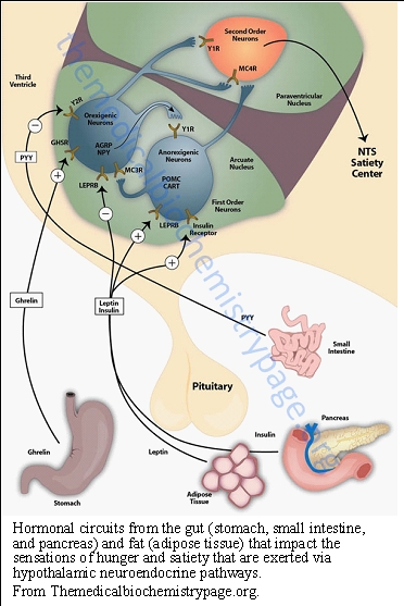 CNS Newsletter: The Hypothalamus: Central Appetite Regulation