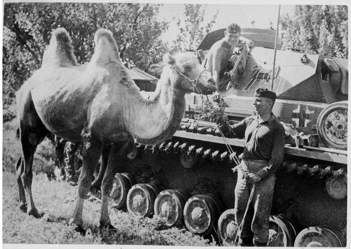 NAZI JERMAN: Foto Kamel (Unta) dan Tentara Jerman