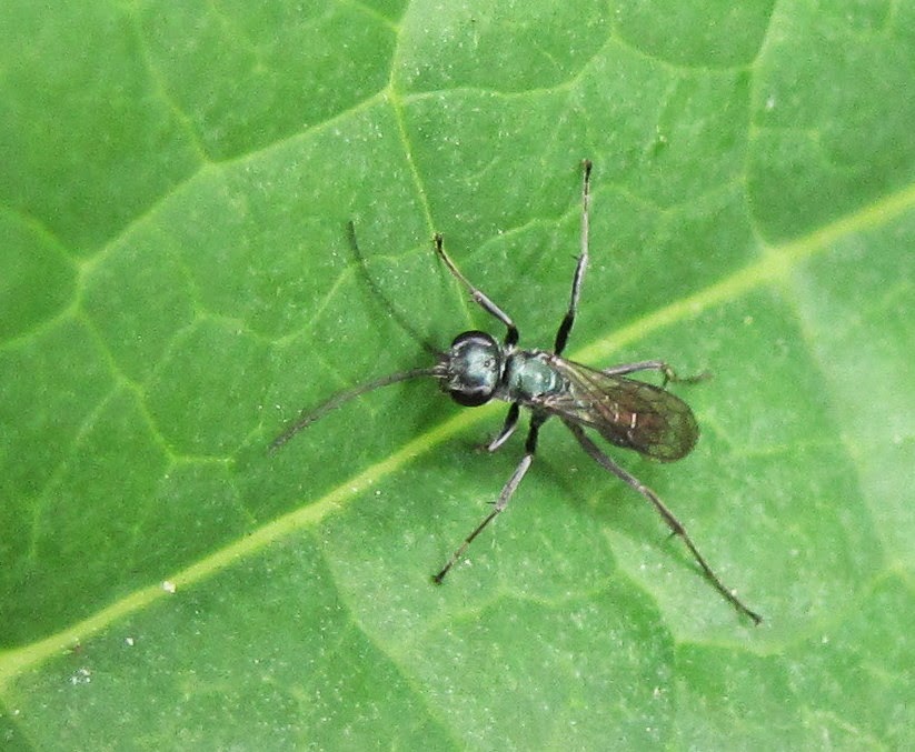 Bug Eric: Masters of Mud: Auplopus Spider Wasps