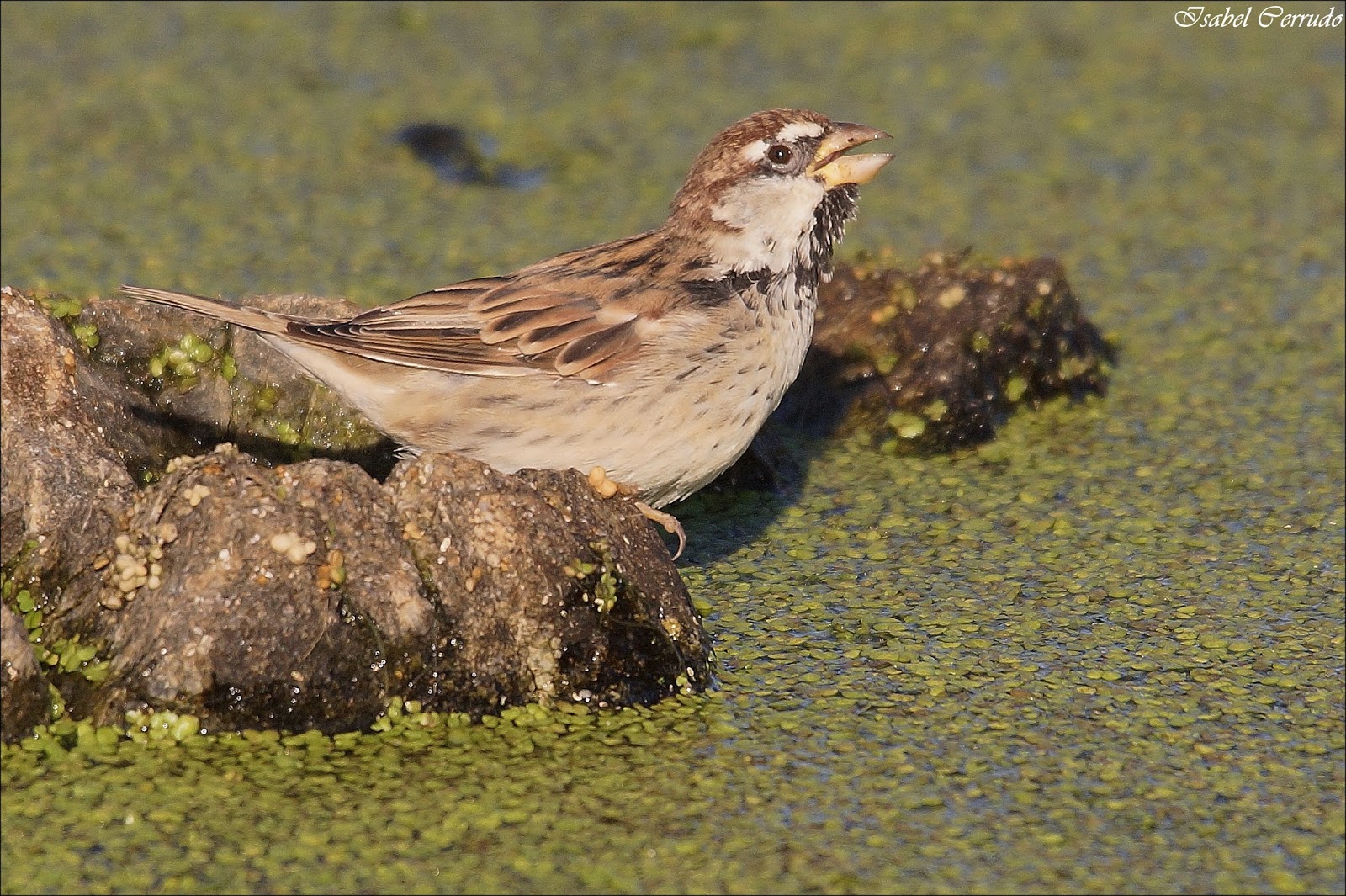 DESDE MI RINCON FOTOGRAFICO: Gorrión