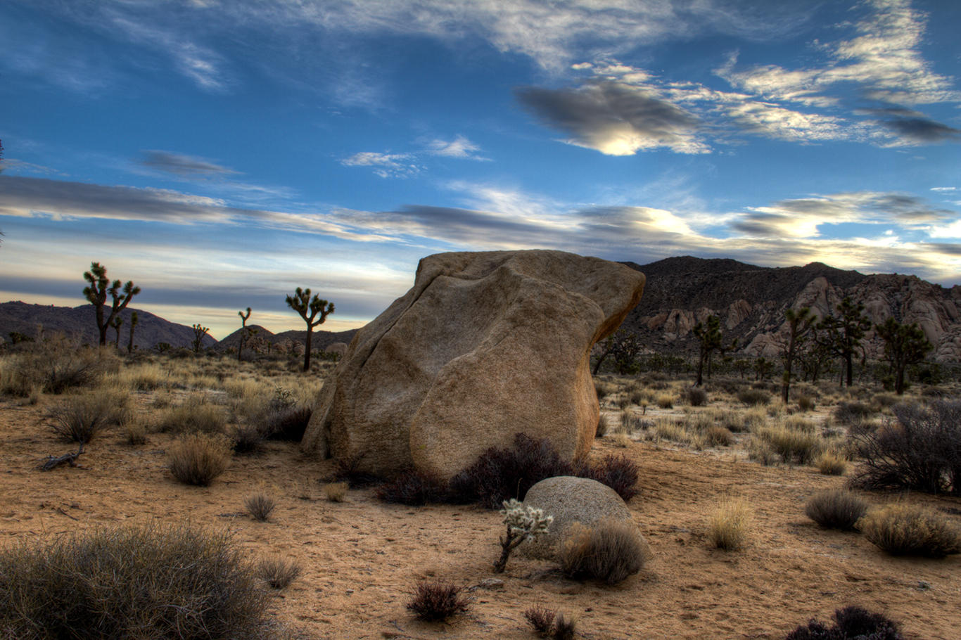 UNIQUELY JOSHUA TREE