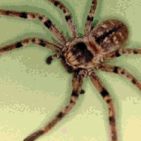 Taxonomía Animal : ARTROPODOS