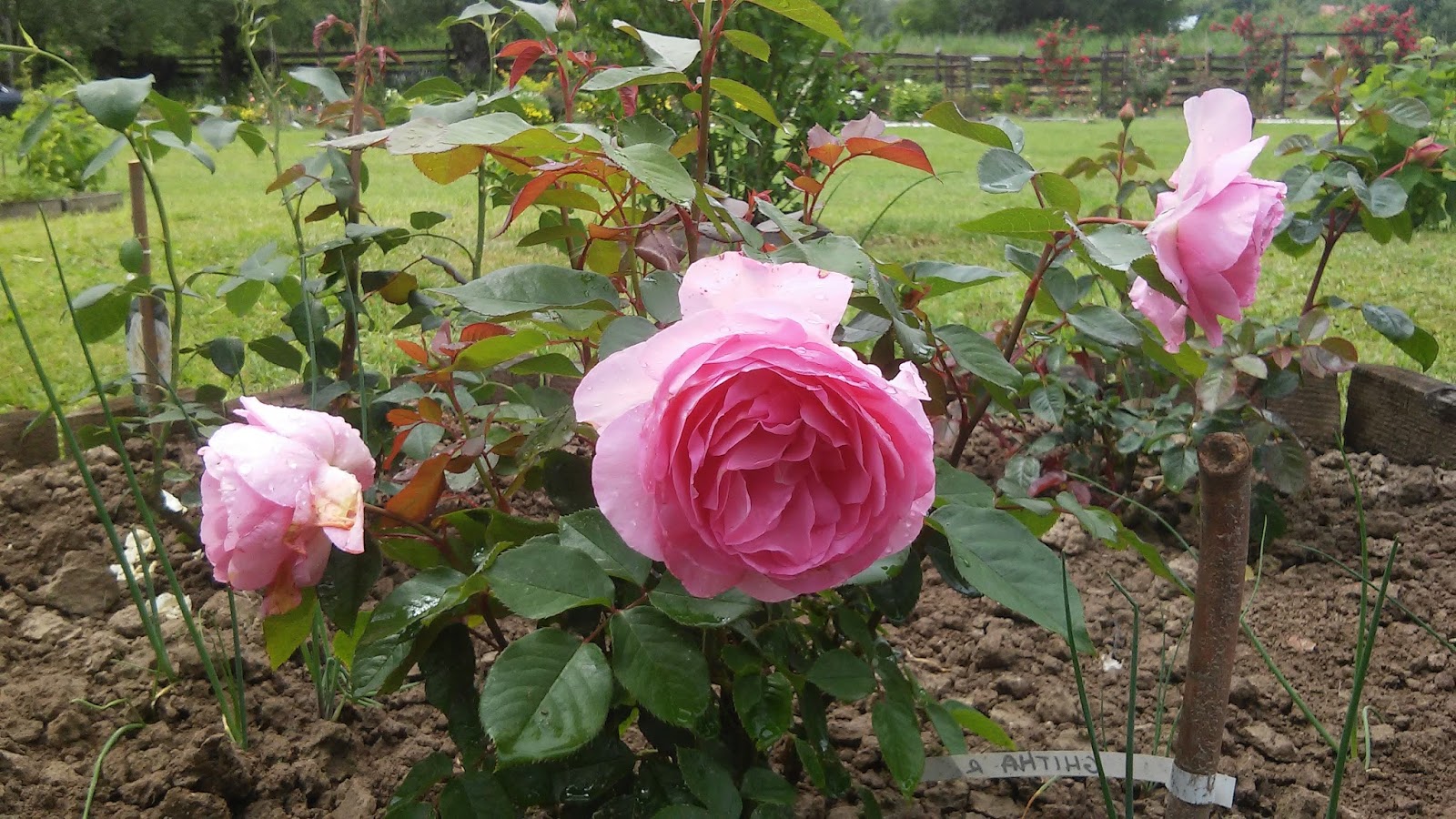 Ranczo Elma: Róża (Rosa) Ghita Renaissance