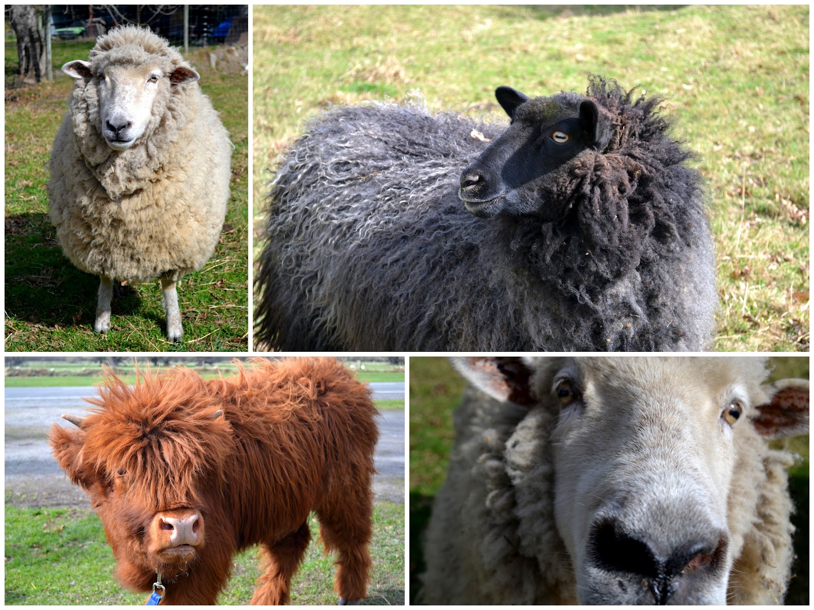The Inescapable Us:: Mount Cook & Rangitata
