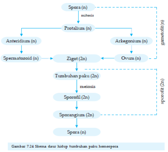 > Jenis-Jenis Tumbuhan Paku | Masteropik