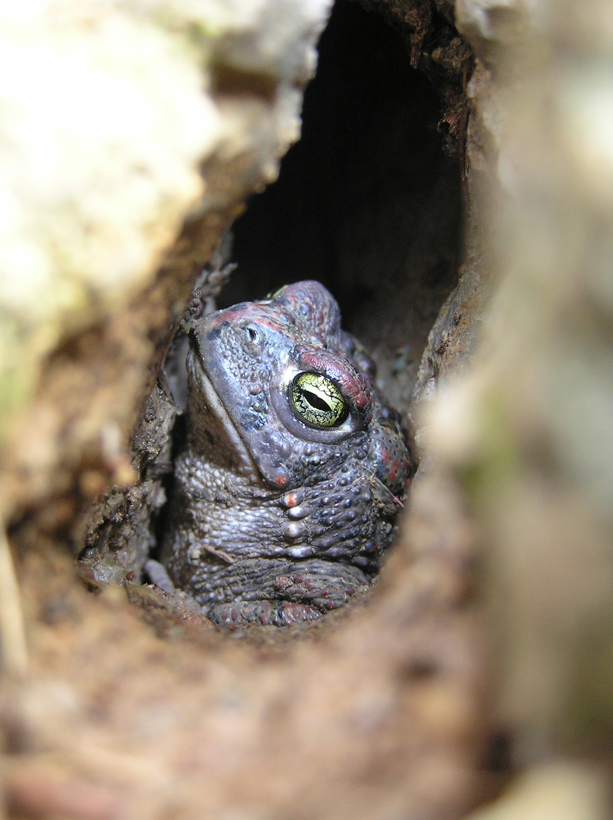 Alma biológica: LLuvia de sapos