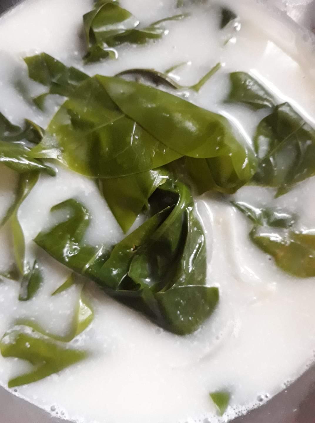 Puteh Dandelion: POKOK BELINJAU @ MELINJAU - GNETUM GNEMON