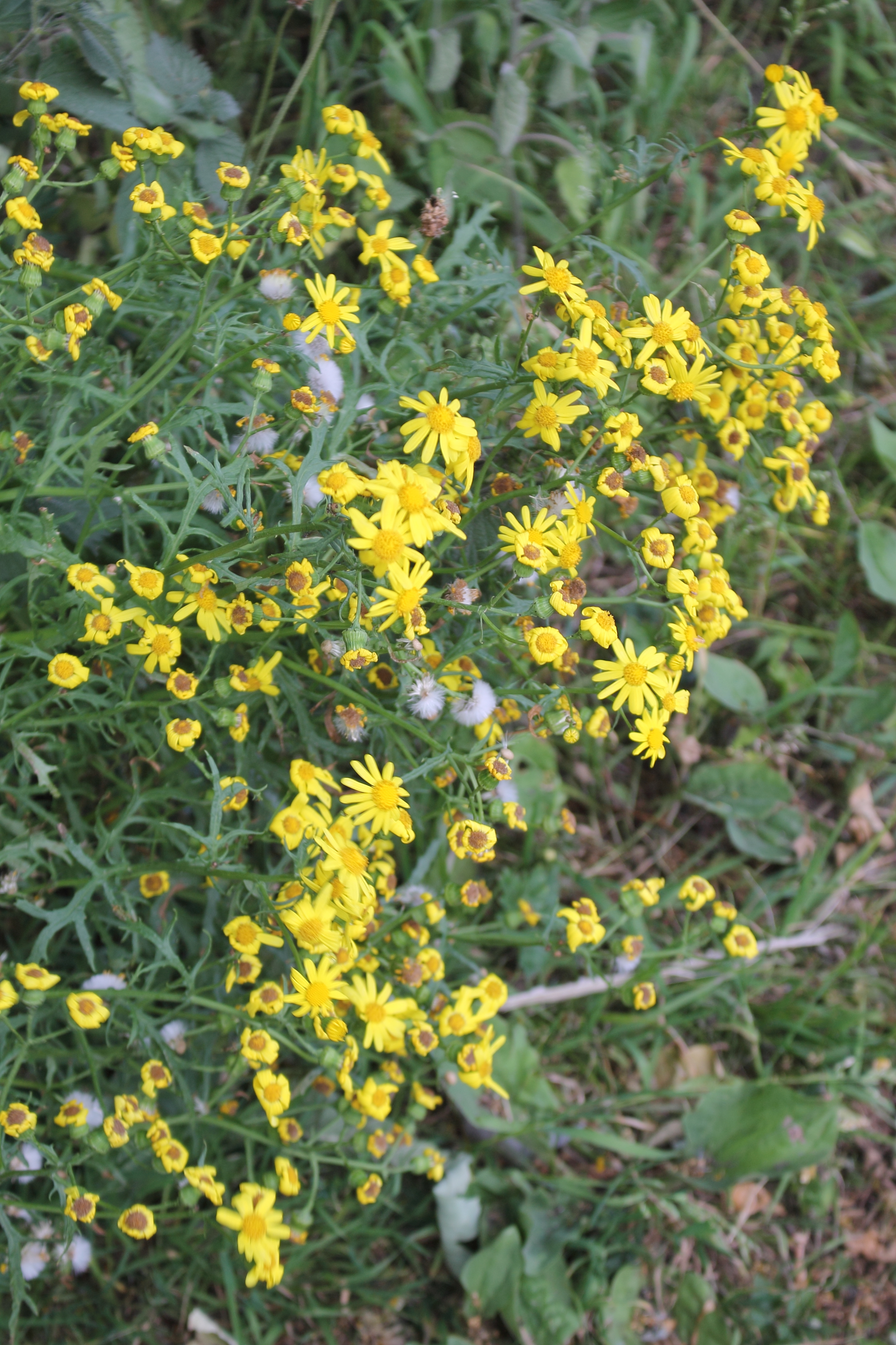 Valley Naturalist: Pontypool's pavement plants