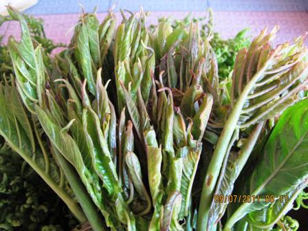 Sarawakiana@2: Daun Bungar from Labi