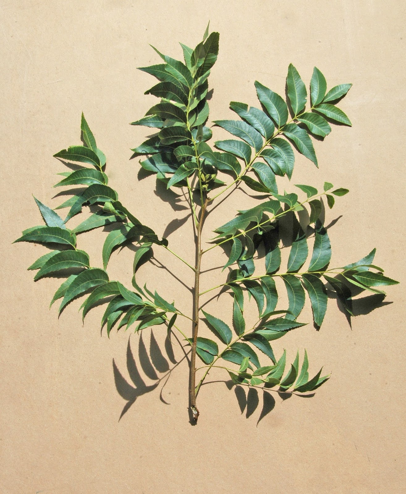 Northern Pecans: Collecting leaf samples for analysis