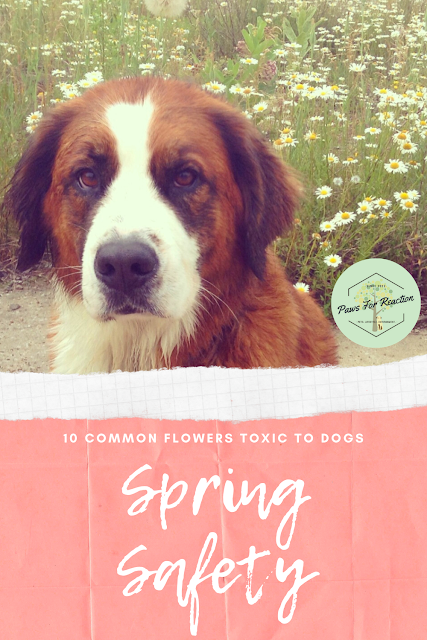 Spring safety: 10 common flowers toxic to dogs | Paws for Reaction