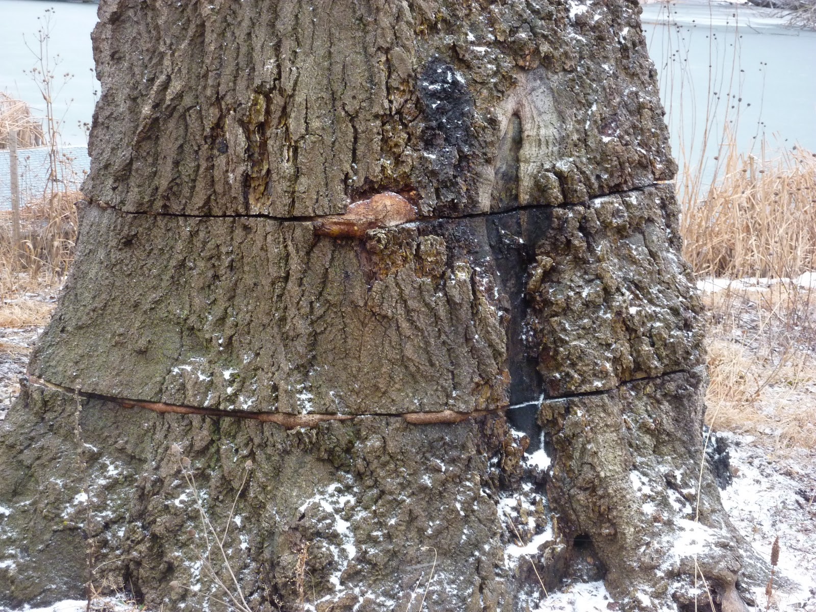 Biological Thinking: How Trees Work