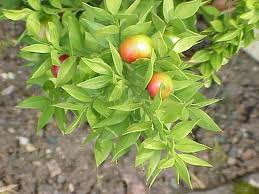 Listavci: Bodeča lobodika - RUSCUS ACULEATUS L.