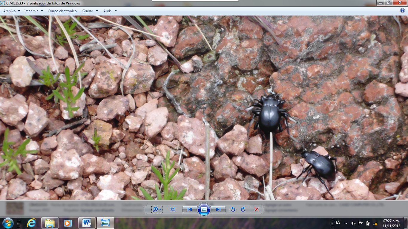 DESCOMPOSICIÓN CADAVÉRICA: FASES DE DESCOMPOSICIÓN CADAVÉRICA JULIACA