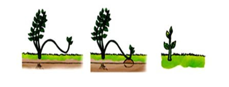 Sistem Perkembangbiakan Tumbuhan dan Hewan #1 Materi IPA Kelas 9 - E ...