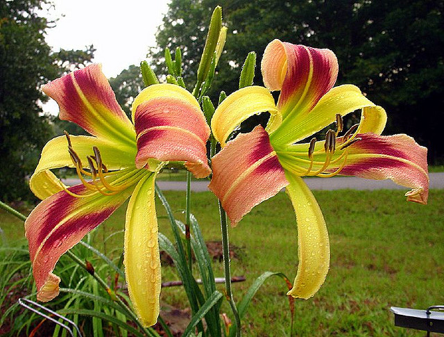 Docaitta Lifestyle: Gardening with Day Lilies: Diploid versus Tetraploid