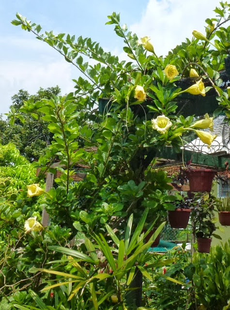 Greenfingers: Meriah Bunga Trumpet Besar