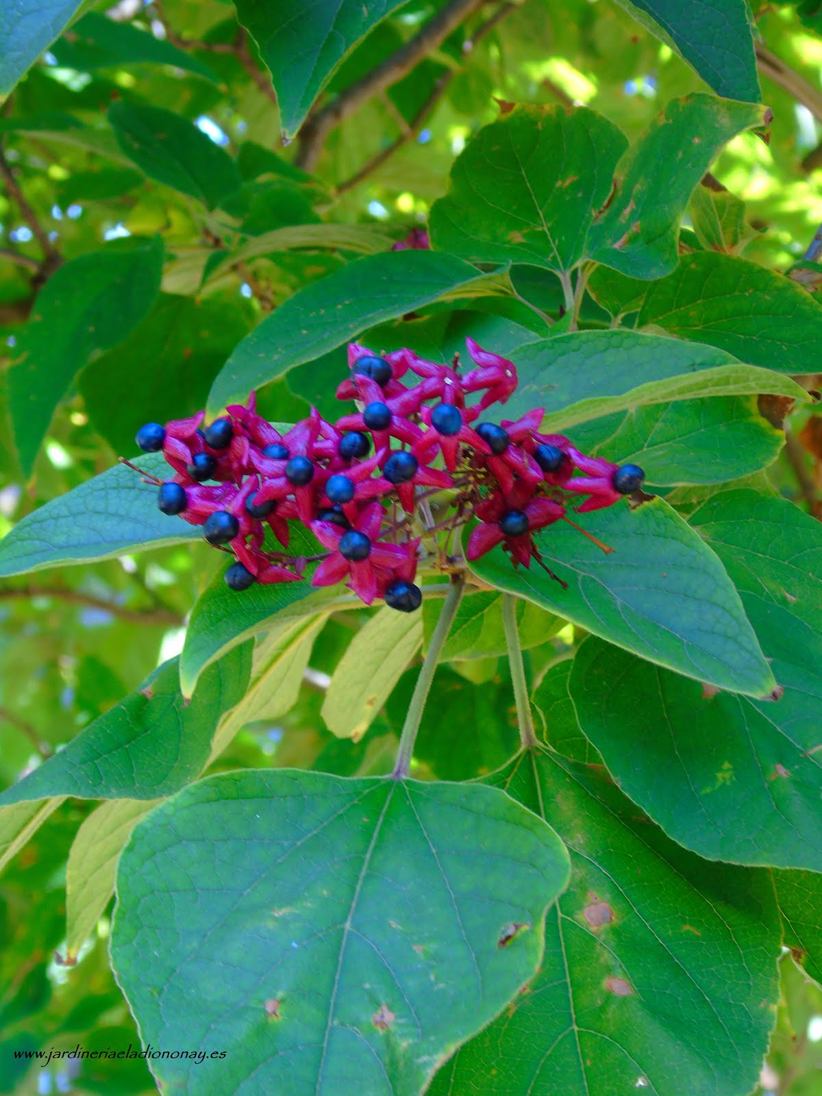 Jardineria Eladio Nonay: CLERODENDRON TRICHOTOMUM (Jardinería Eladio Nonay)