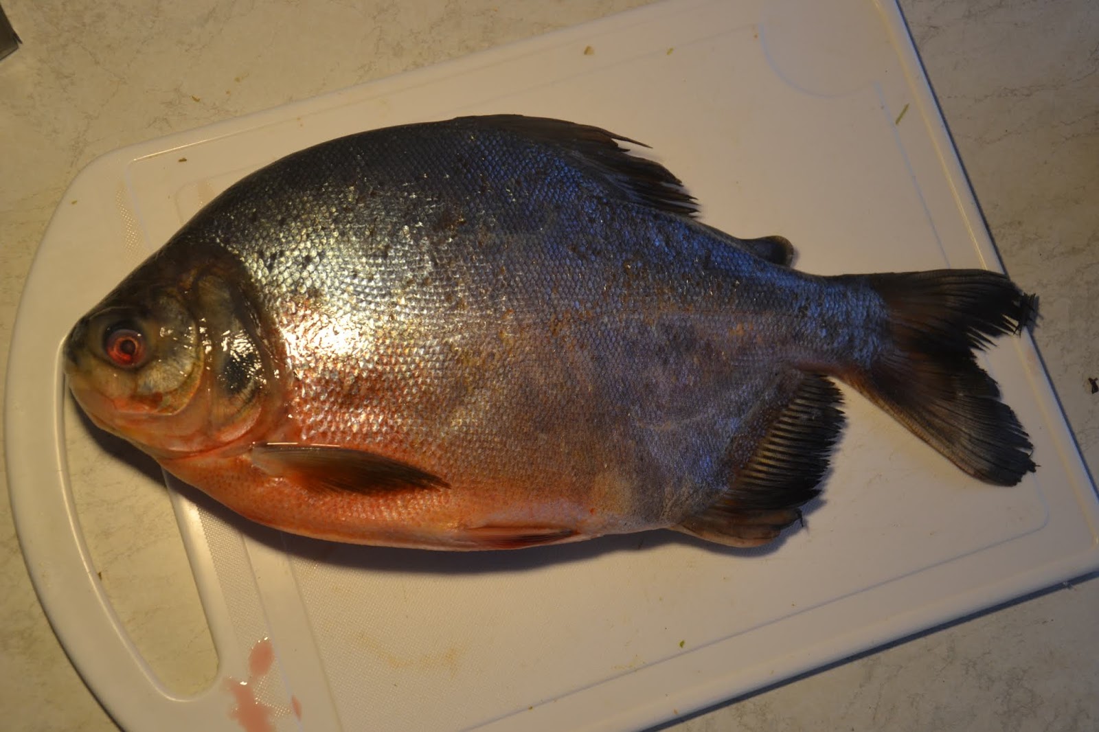 Oppdag Fisk!: Sølvpacu/Pirapitinga/Piaractus Brachypomus (Ferskvann)